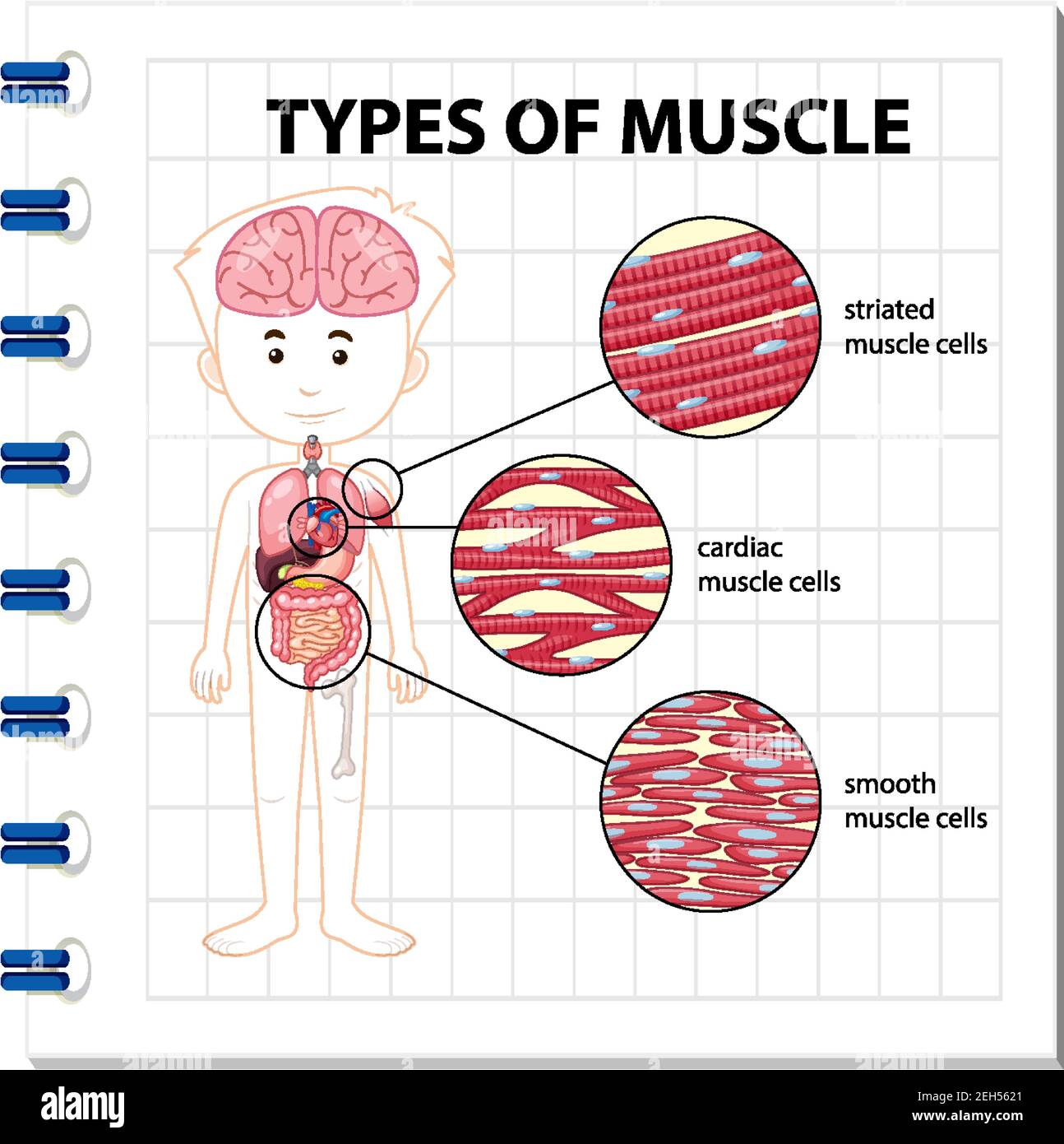 Muscle Tissue Types Diagram