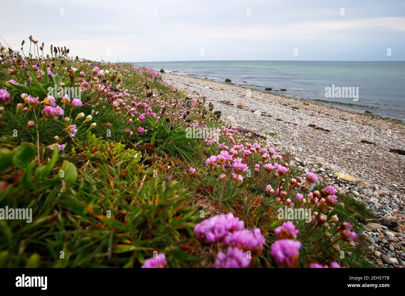 Pebble Beach at Samso Island, Denmark, Europe Stock Photo - Alamy