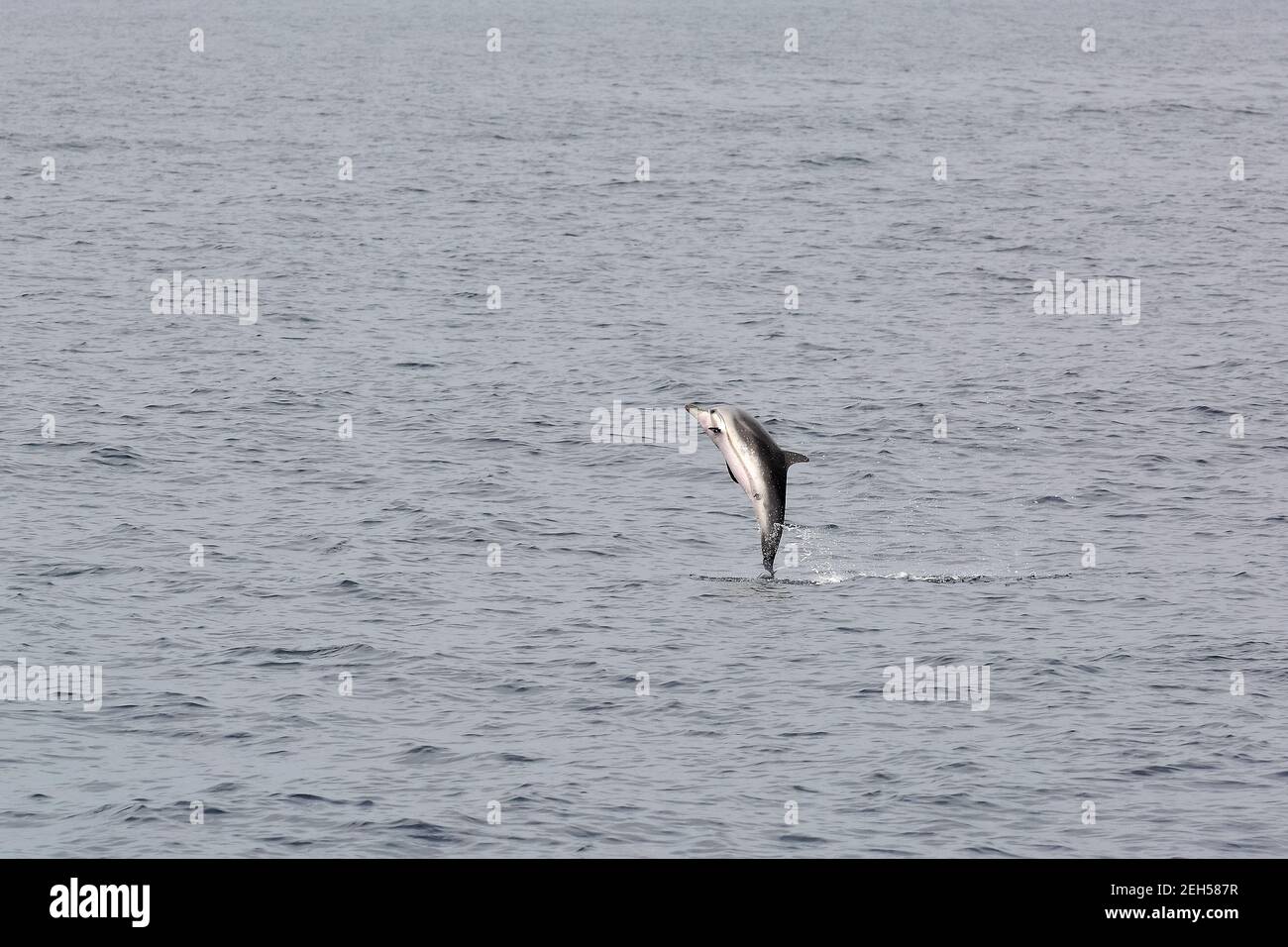 Streifendelfin stenella coeruleoalba hi-res stock photography and ...