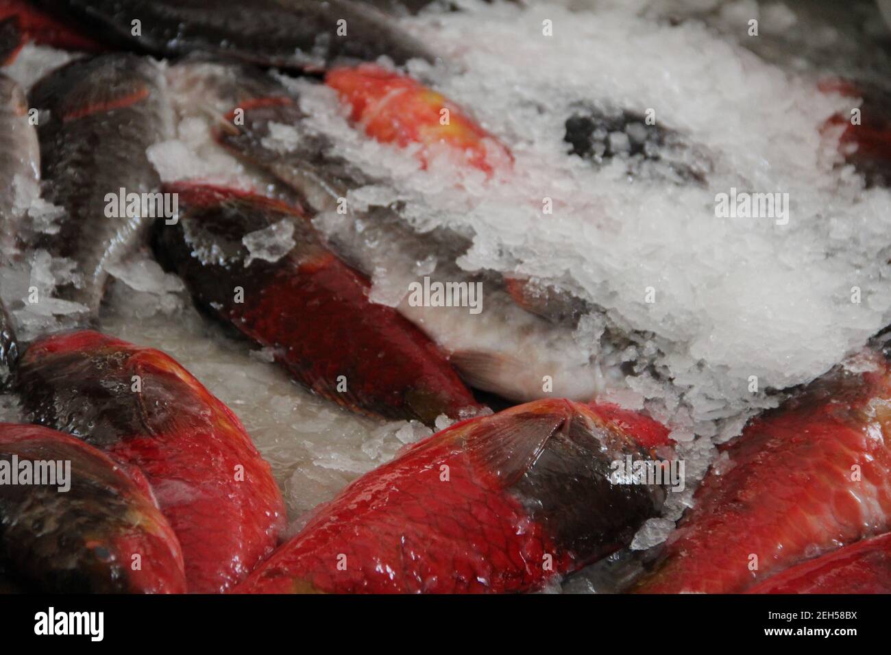 Red Carp High Resolution Stock Photography and Images - Alamy