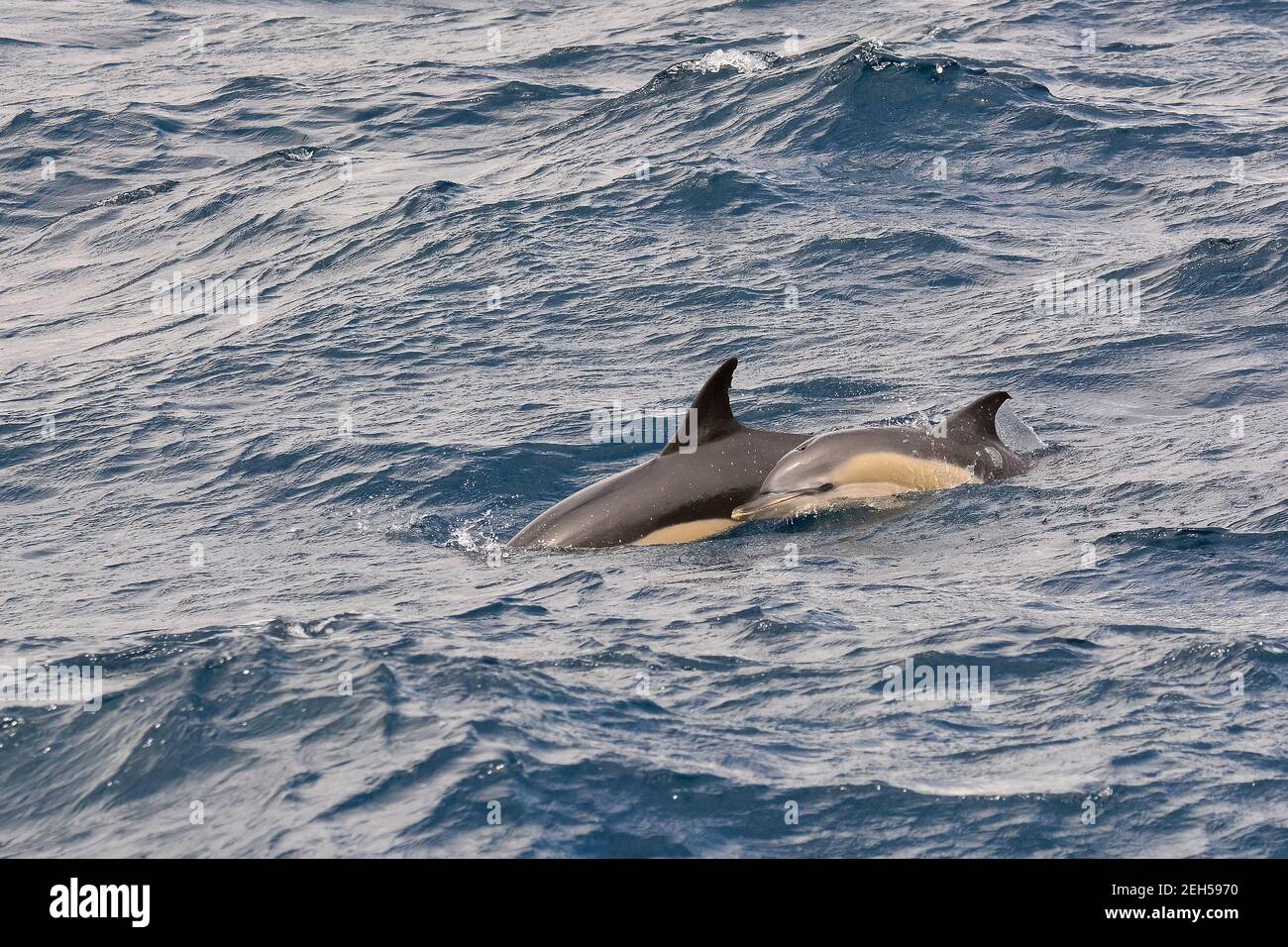 Short-beaked common dolphin, Gemeiner Delfin, Delphinus delphis ...