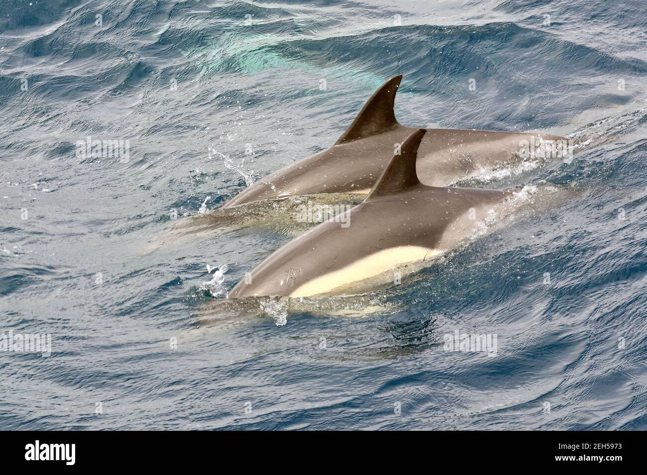 Short-beaked common dolphin, Gemeiner Delfin, Delphinus delphis ...