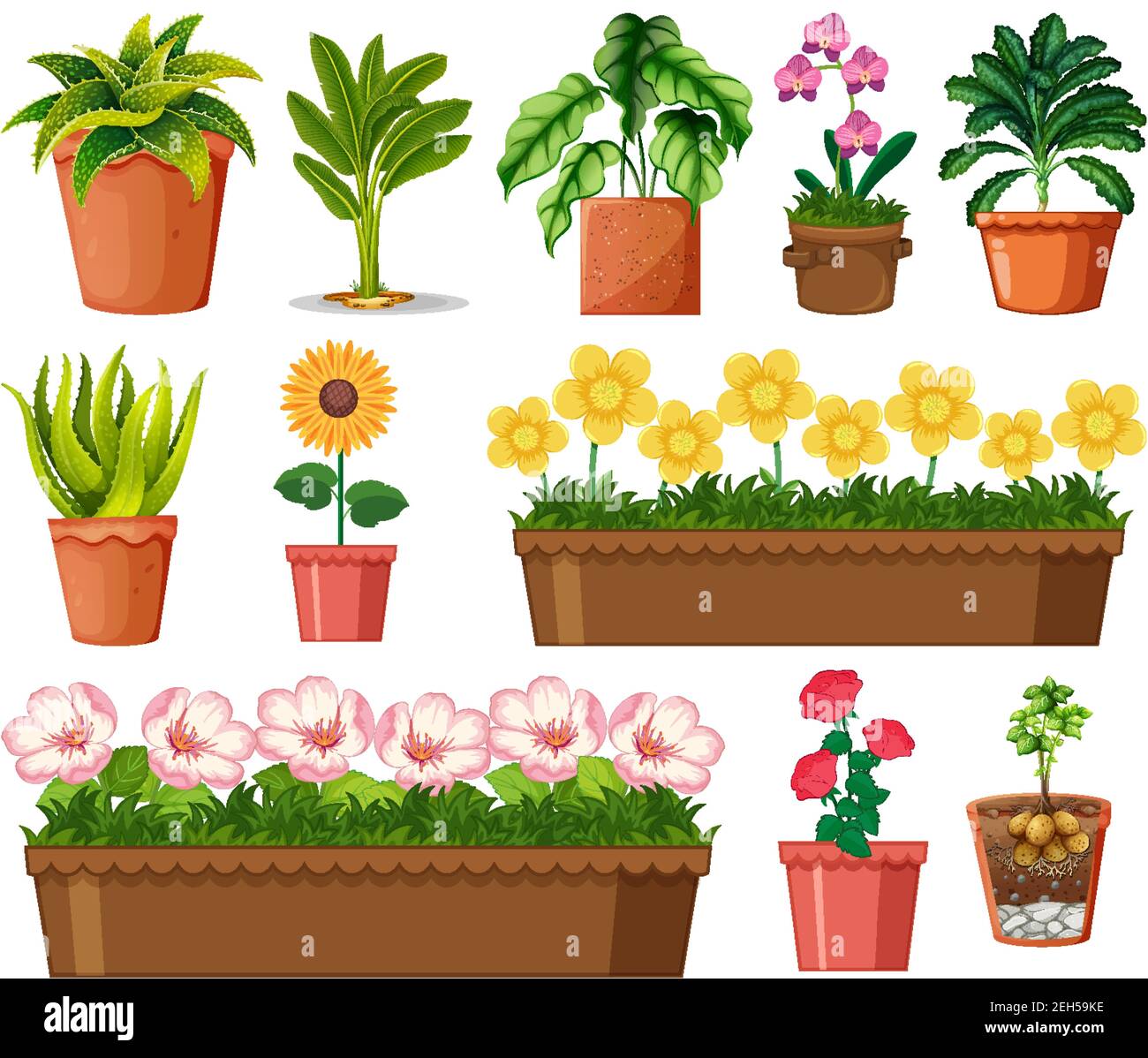 Set of different plants in pots isolated on white background ...