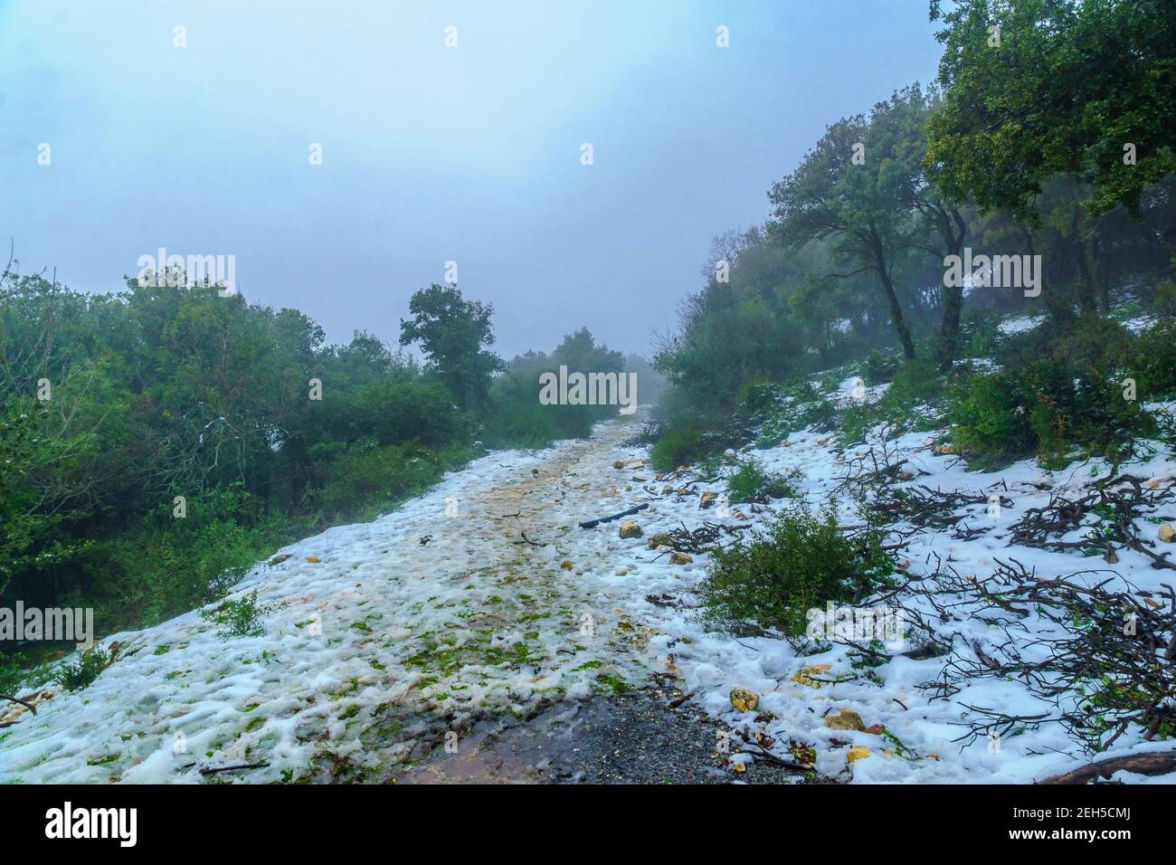 View of footpath in a forest, on a rare snowy day, on mount Adir ...