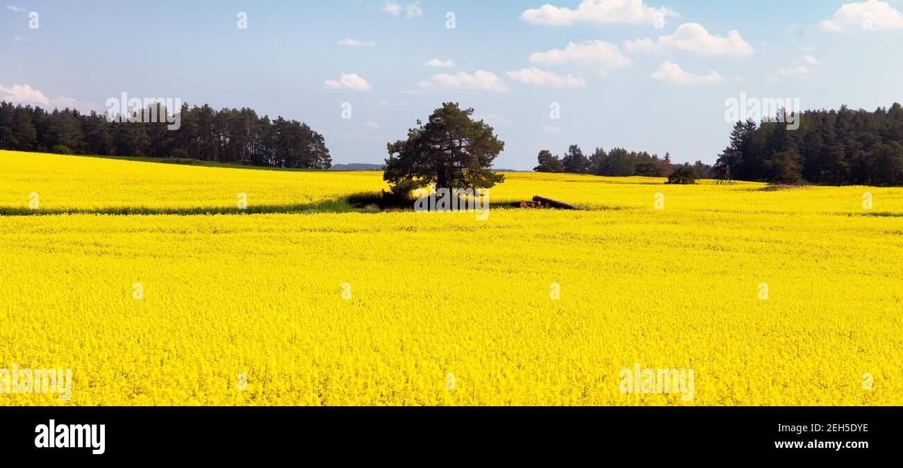 field of rapeseed - plant for green energy Stock Photo - Alamy