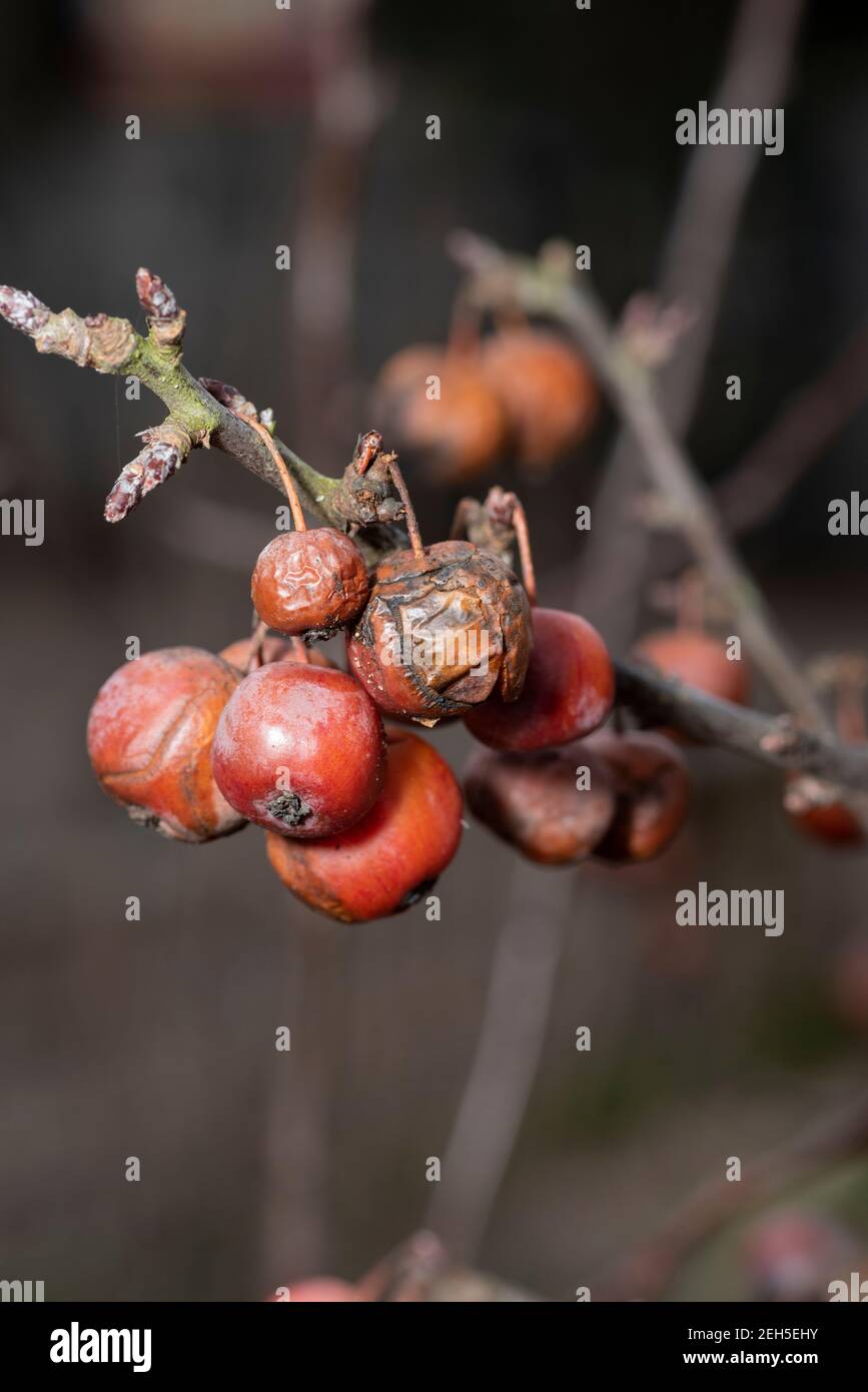 Decaying berries hi-res stock photography and images - Alamy