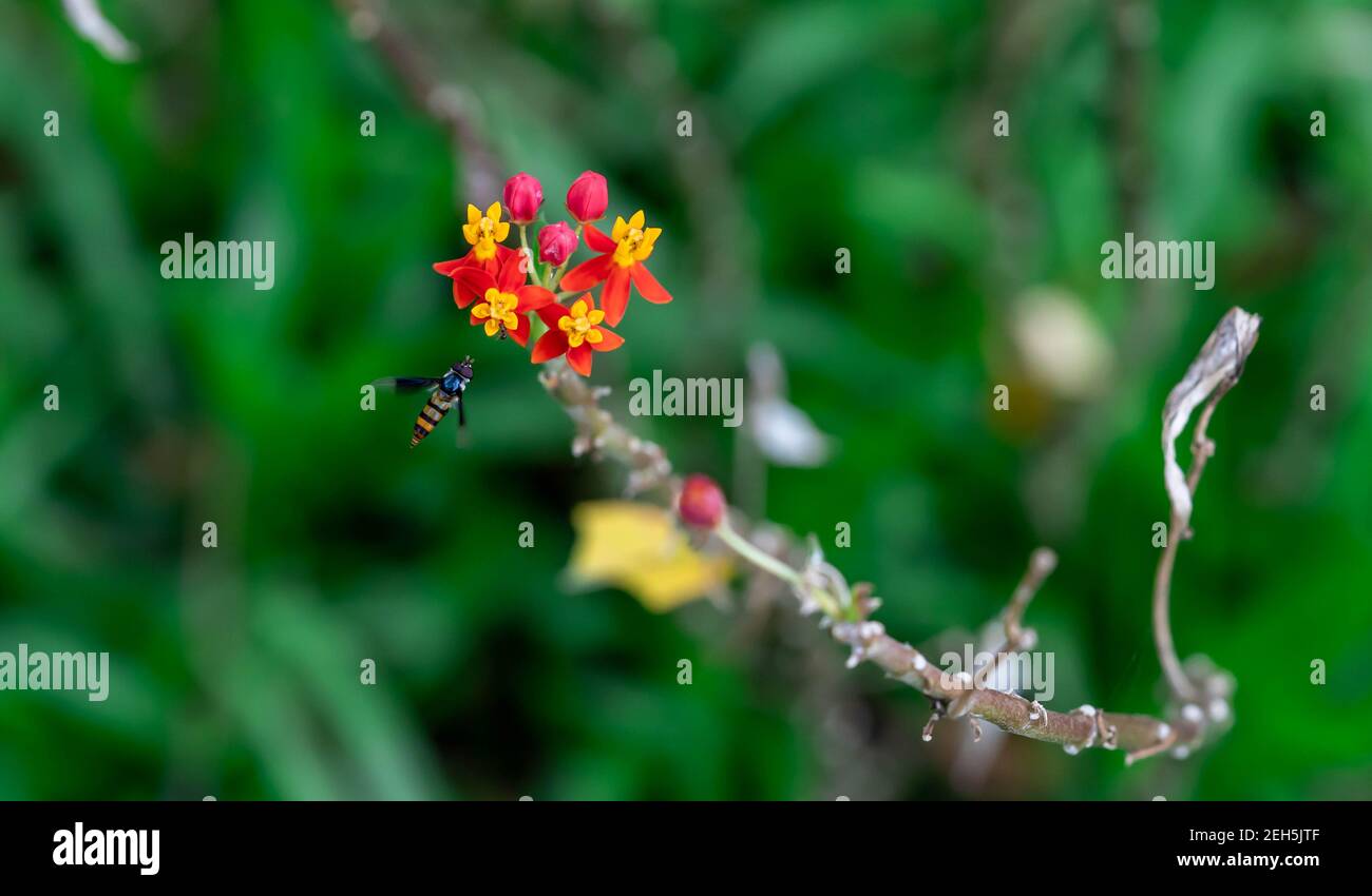 Yellow and Red flowers with flying Hoverfly, also called flower flies ...