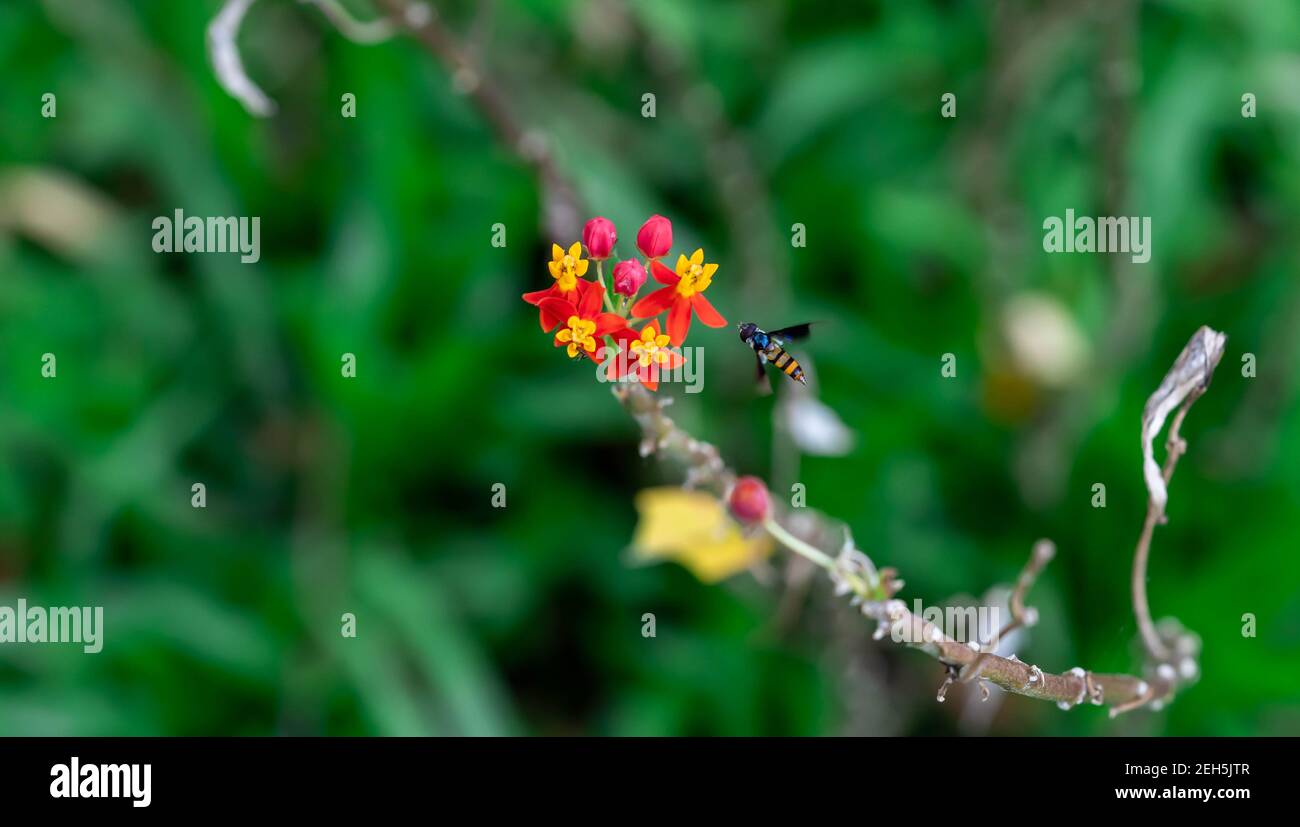 Yellow and Red flowers with flying Hoverfly, also called flower flies ...