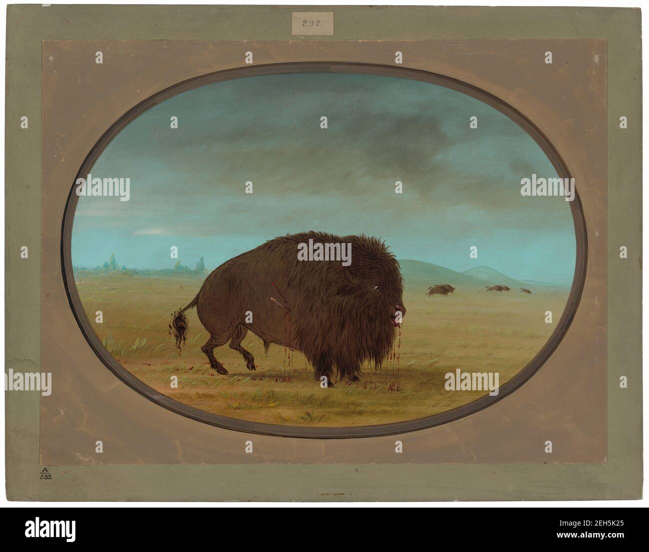 Buffalo blood Cut Out Stock Images & Pictures - Alamy
