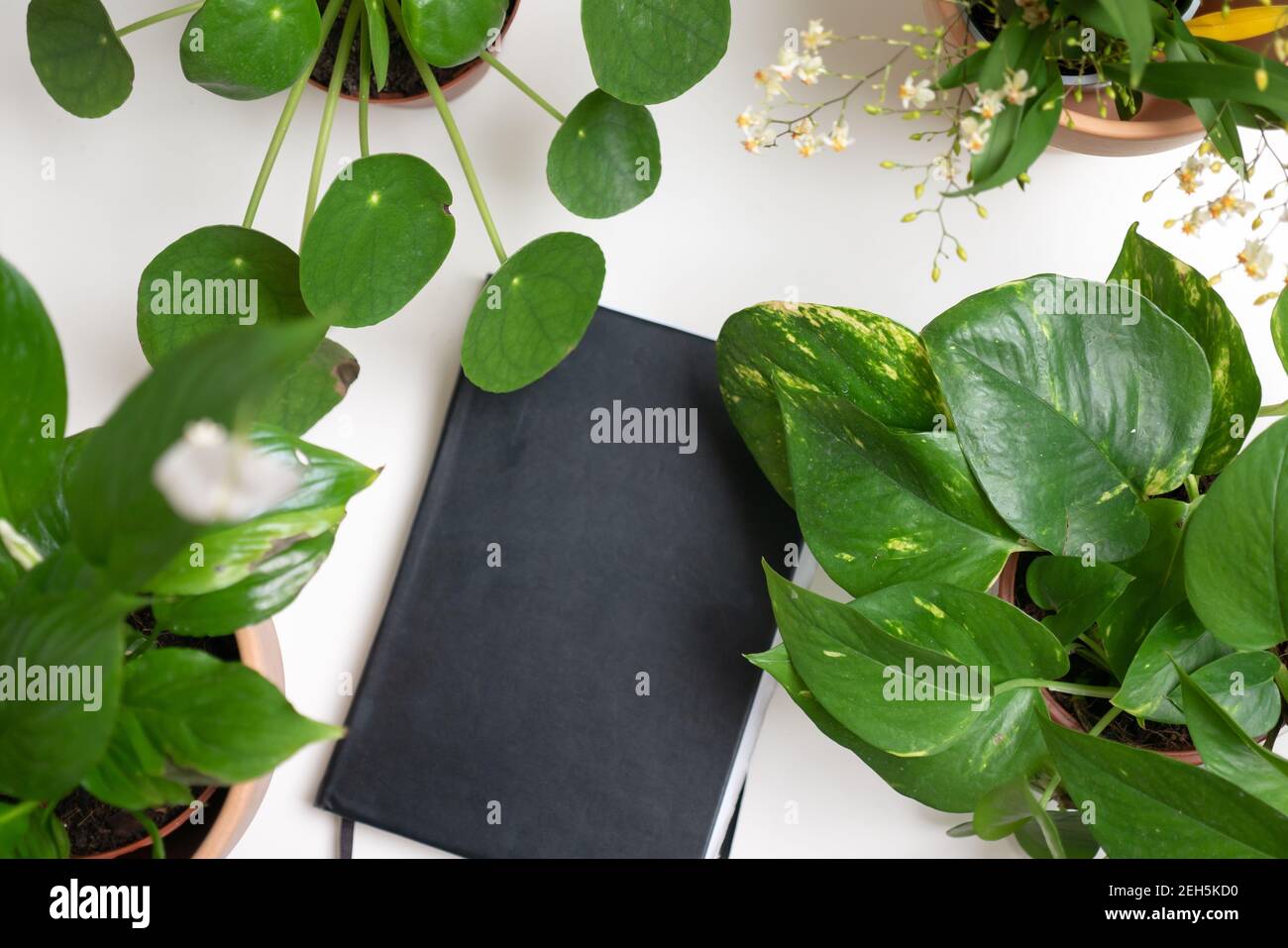 Notebook workplace flat lay white home office workplace green potted ...