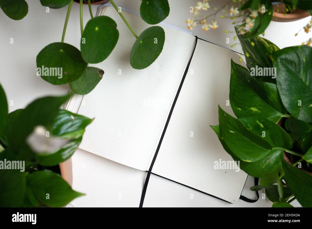Green pen writing hi-res stock photography and images - Alamy