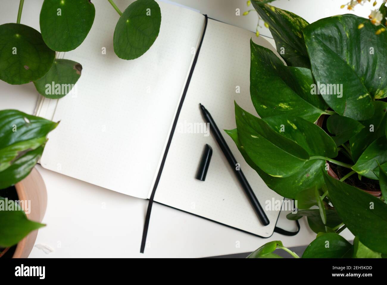 Notebook workplace flat lay white home office workplace green potted ...