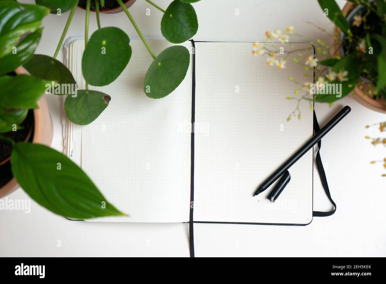 Notebook workplace flat lay white home office workplace green potted ...