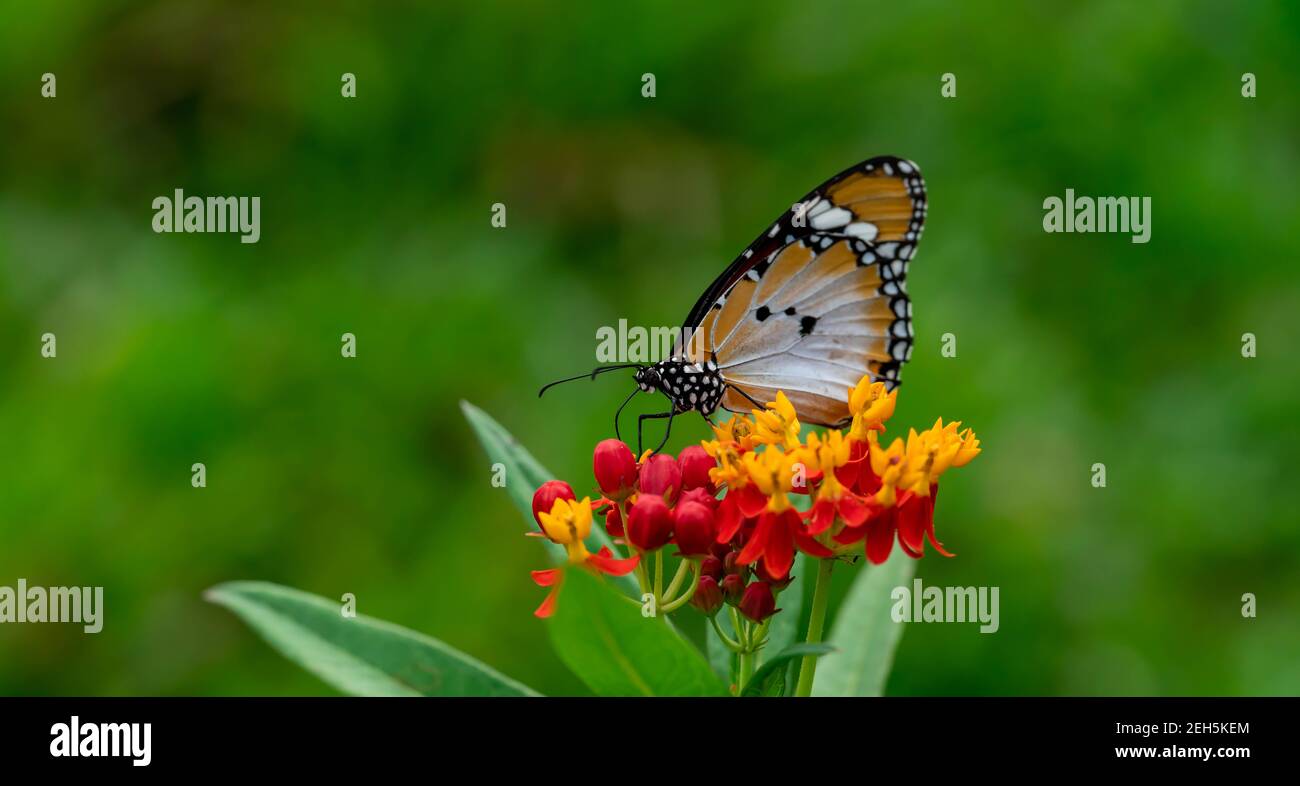 Macro shot of Plain tiger or African monarch butterfly (Danaus ...