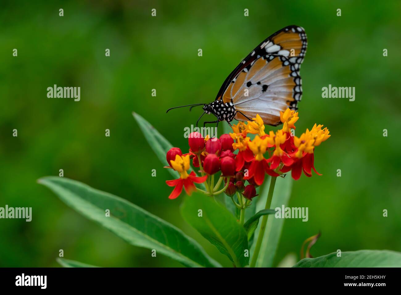 Macro shot of Plain tiger or African monarch butterfly (Danaus ...