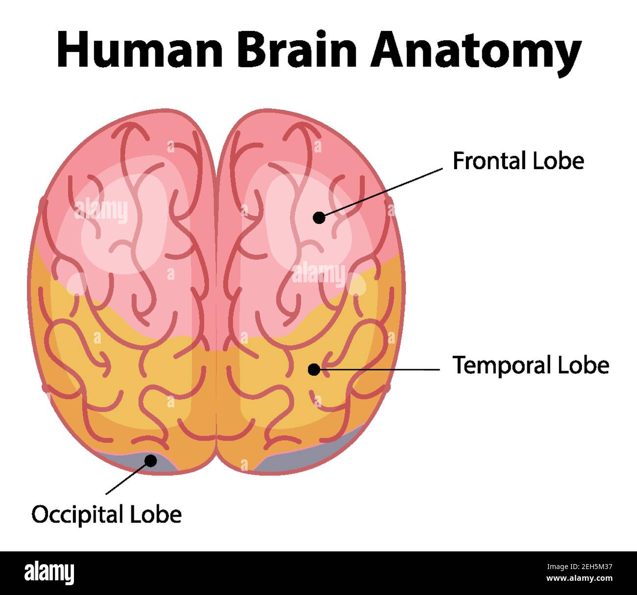 Information poster of human brain diagram illustration Stock Vector ...