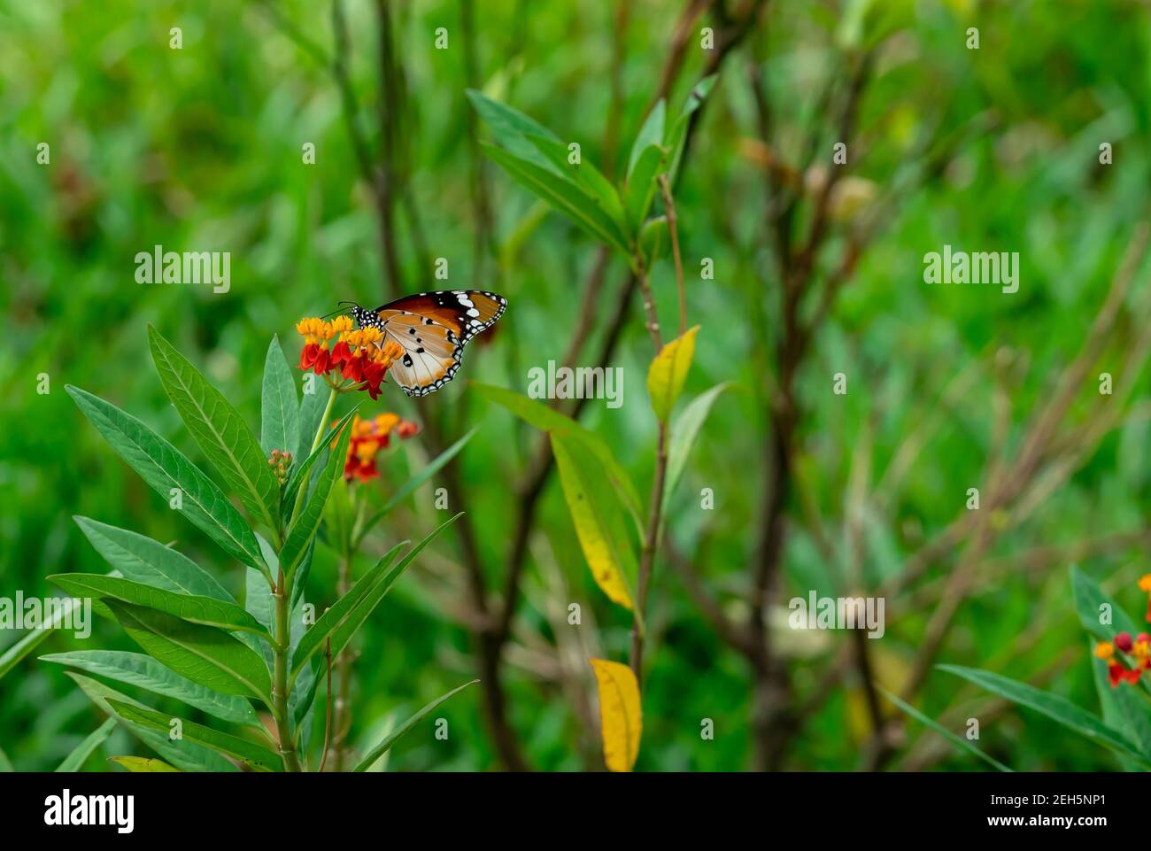 Resting Plain tiger or African monarch butterfly (Danaus chrysippus) in ...