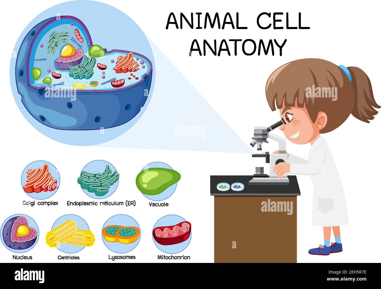Anatomy of animal cell (Biology Diagram) illustration Stock Vector ...