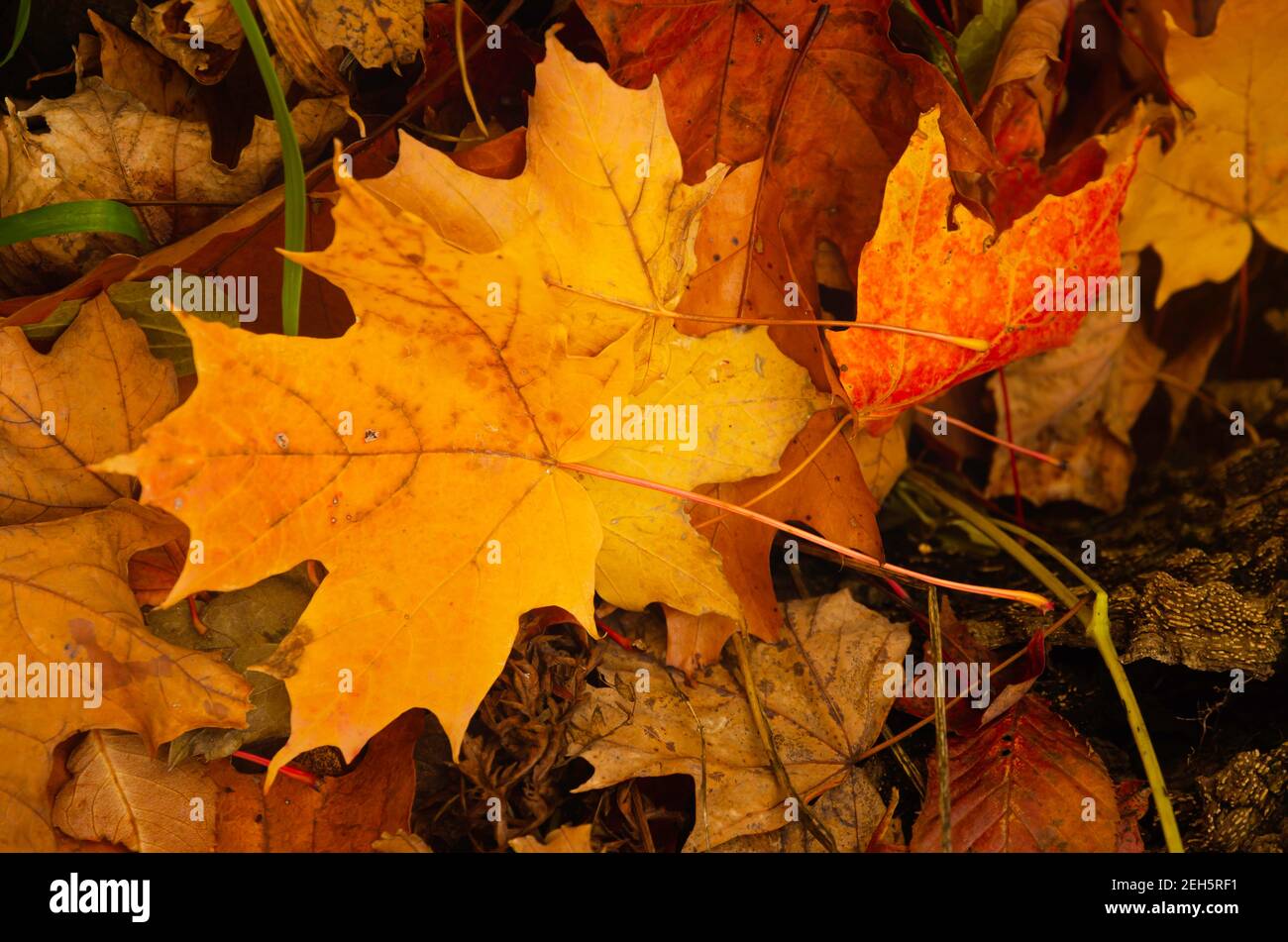 Maple leaf colors hi-res stock photography and images - Alamy