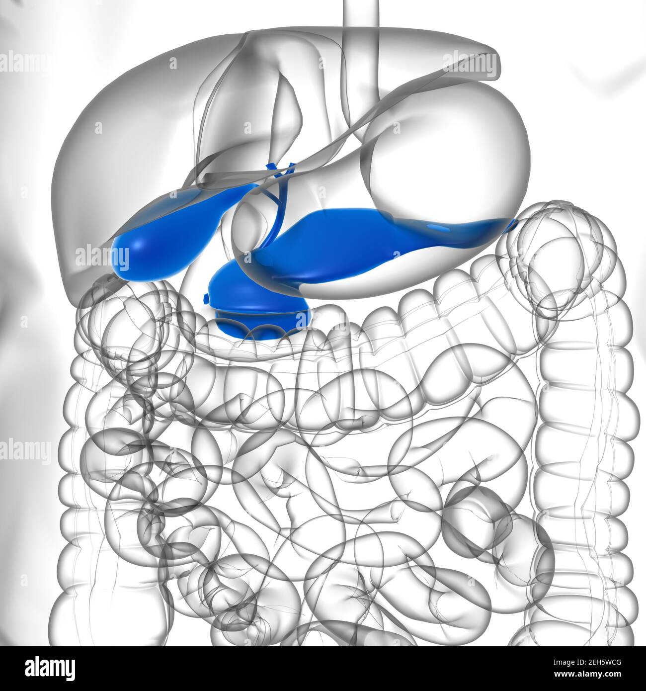Gall Bladder Human Digestive System Anatomy For Medical Concept 3D ...