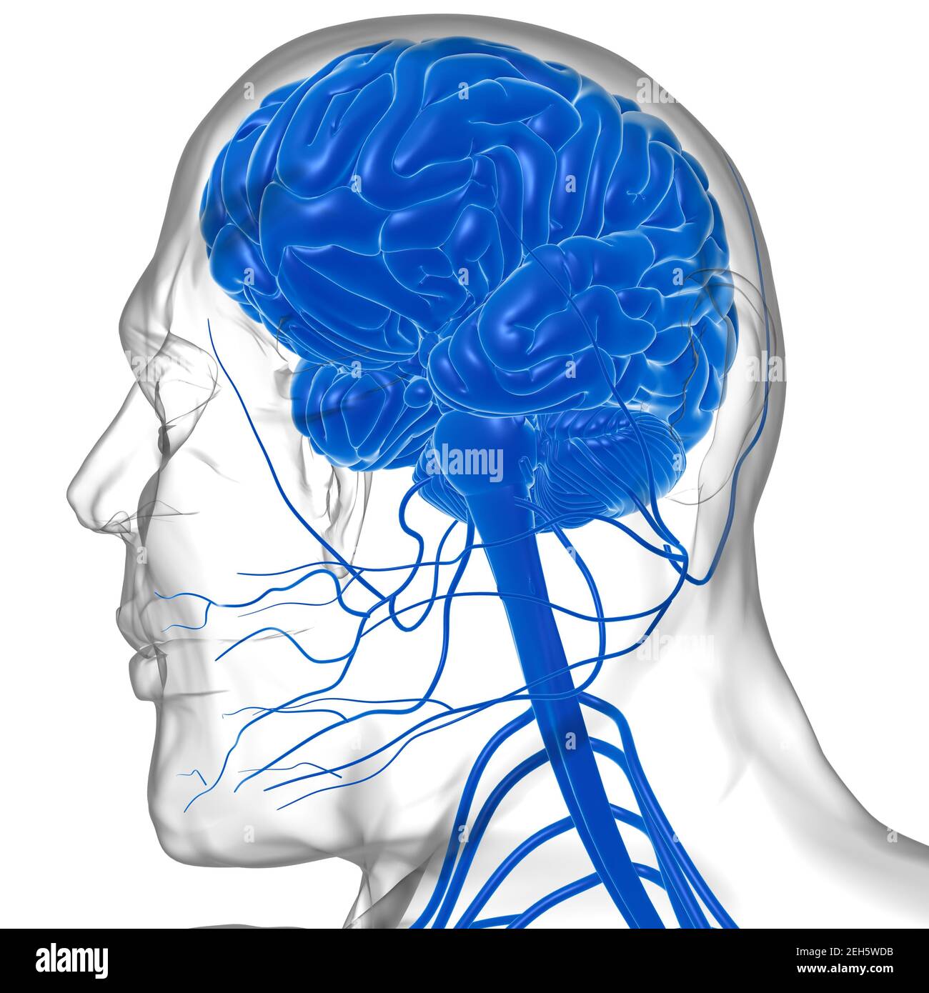 Human Brain Anatomy For Medical Concept 3D Illustration Stock Photo - Alamy
