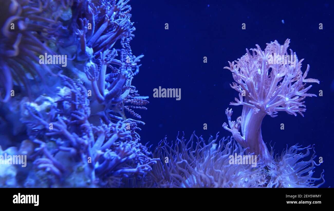 Soft corals in aquarium. Closeup Anthelia and Euphyllia corals in clean ...