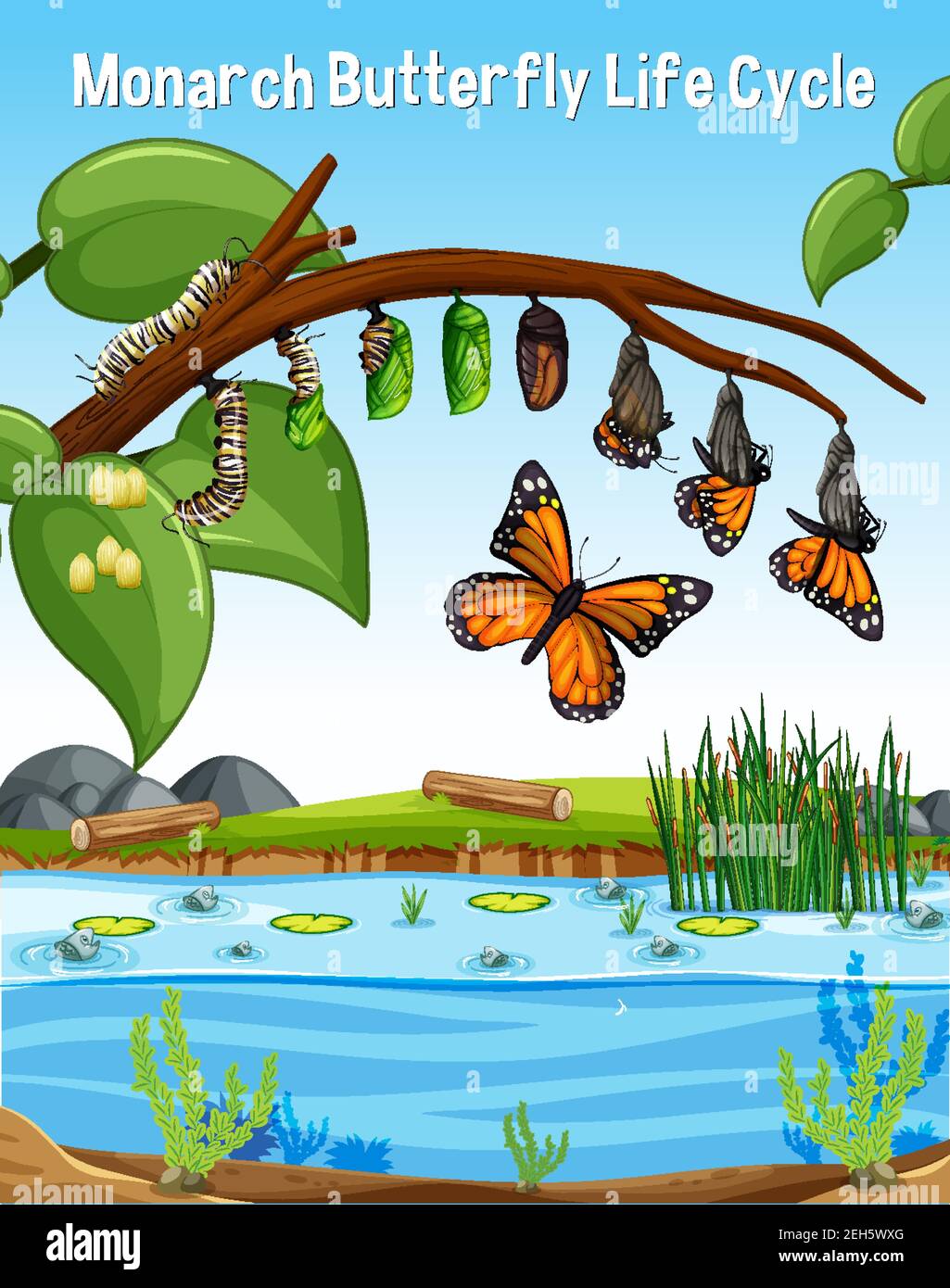 Scene with Monarch Butterfly Life Cycle illustration Stock Vector Image ...