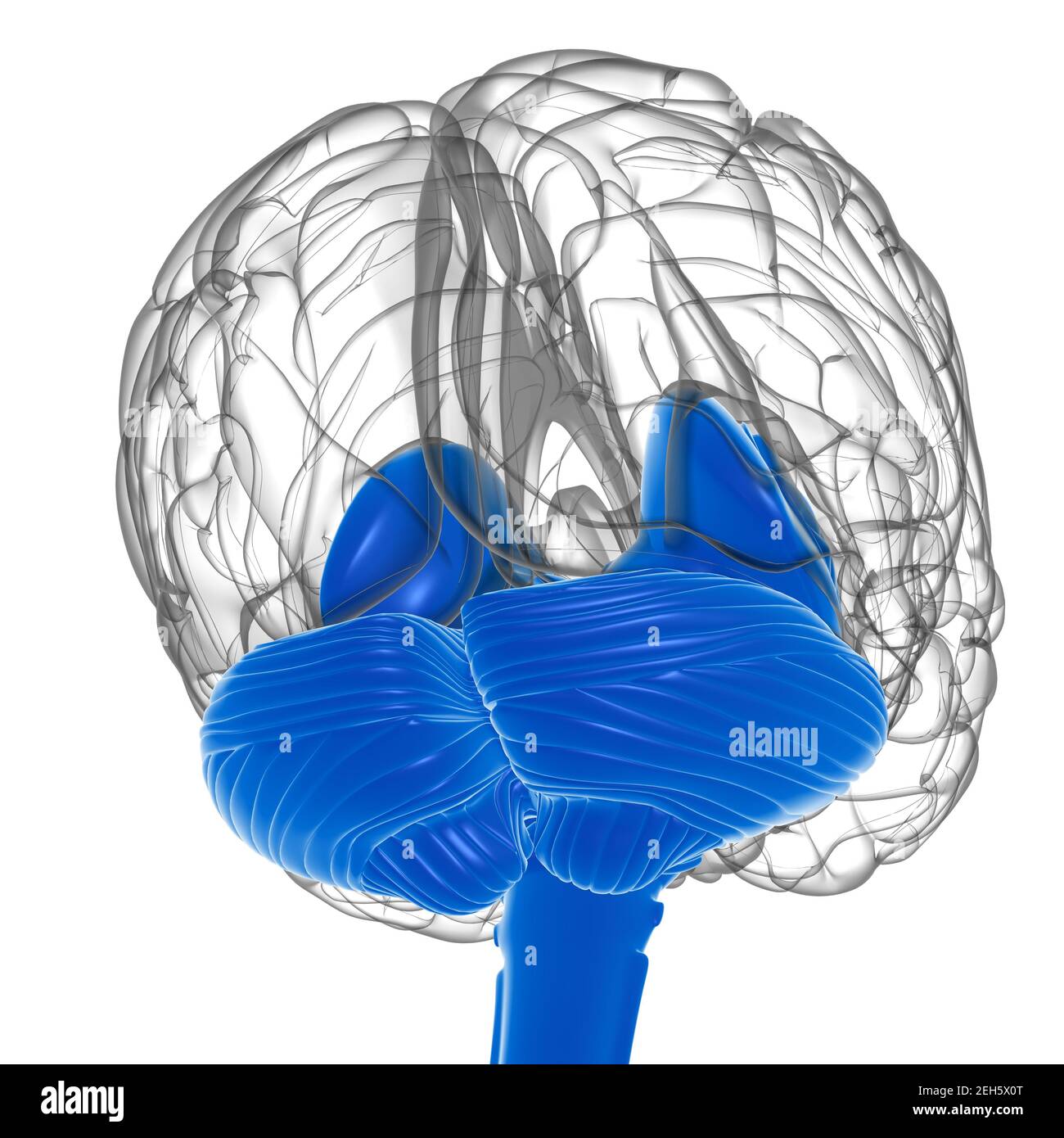 Human Brain inner parts Anatomy For Medical Concept 3D Illustration ...