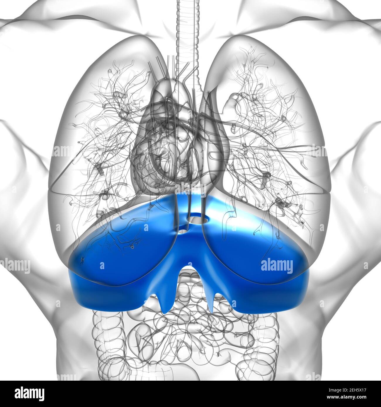 Diaphragm Human Respiratory System Anatomy For Medical Concept 3D ...