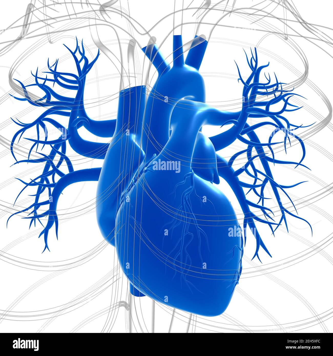 Human Heart Anatomy For Medical Concept 3D Illustration Stock Photo - Alamy