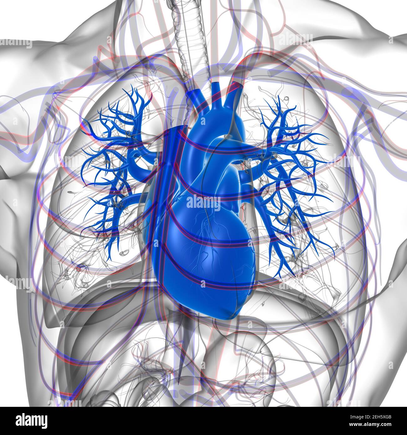 Human Heart Anatomy For Medical Concept 3D Illustration Stock Photo - Alamy