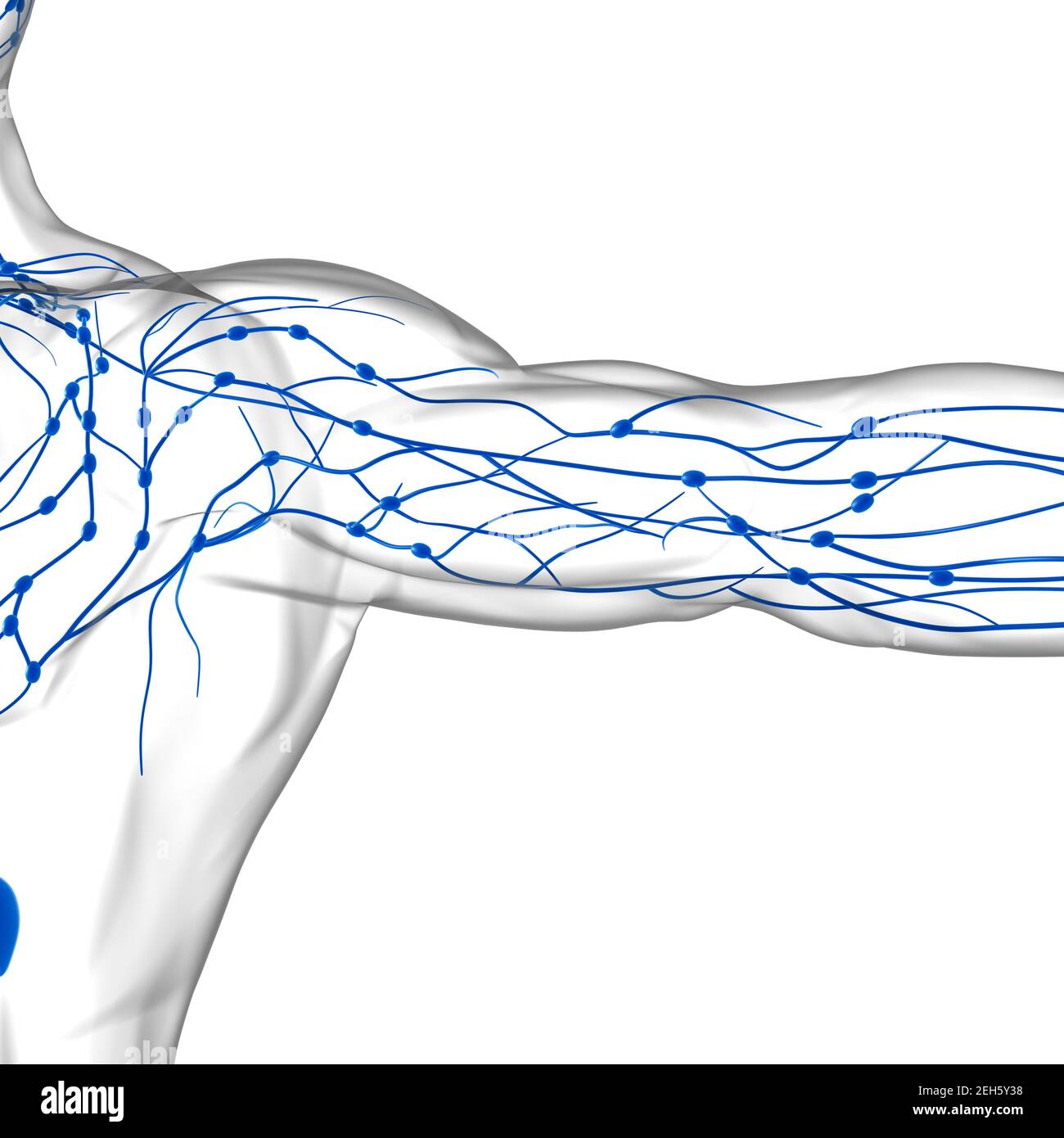 Human Lymph Nodes Anatomy For Medical Concept 3D Illustration Stock ...
