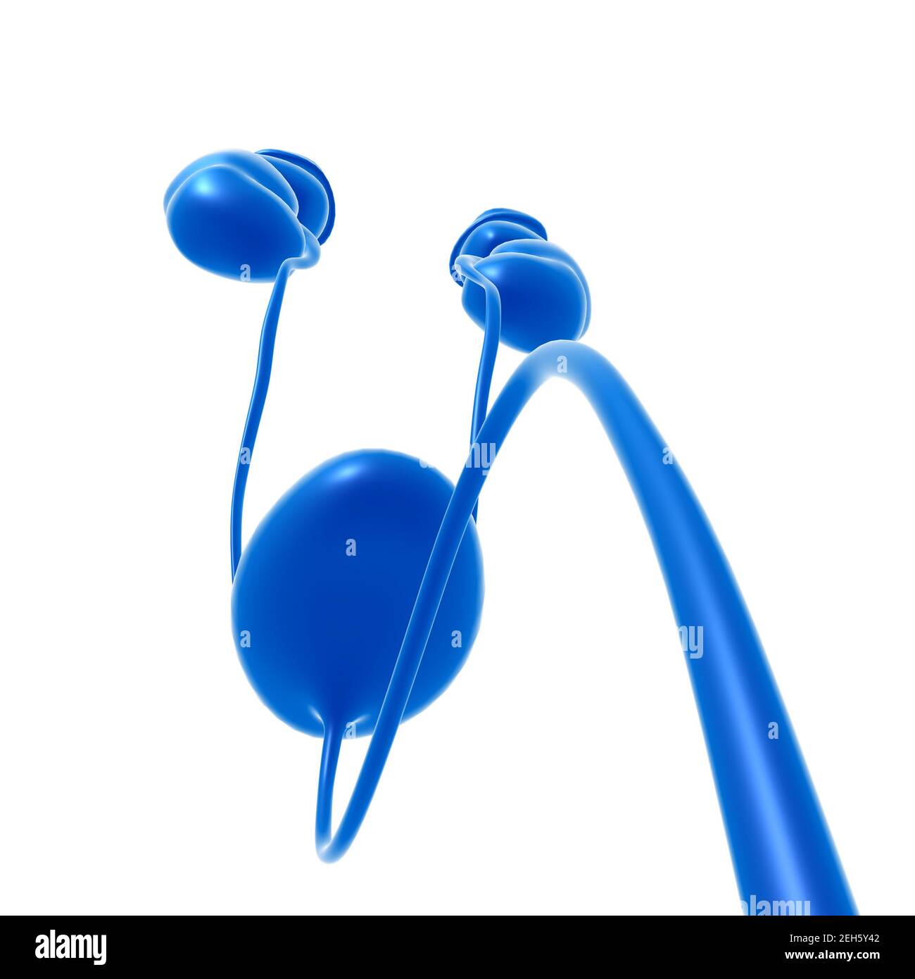 Cross Section Of The Urinary Bladder Cut Out Stock Images & Pictures ...