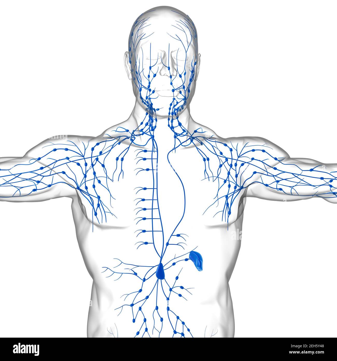 Human Lymph Nodes Anatomy For Medical Concept 3D Illustration Stock ...
