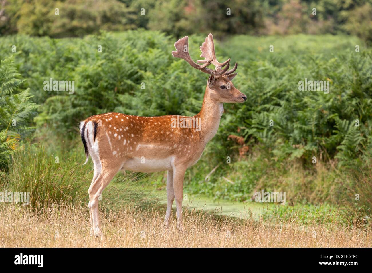 Side View of a Male Fallow Deer known as a Buck - UK Stock Photo - Alamy