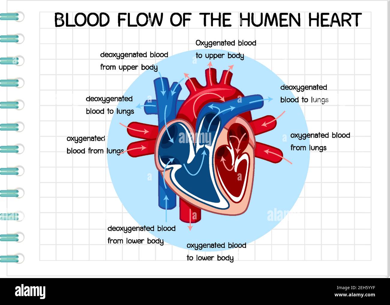 Diagram of Blood Flow of the Human Heart illustration Stock Vector ...