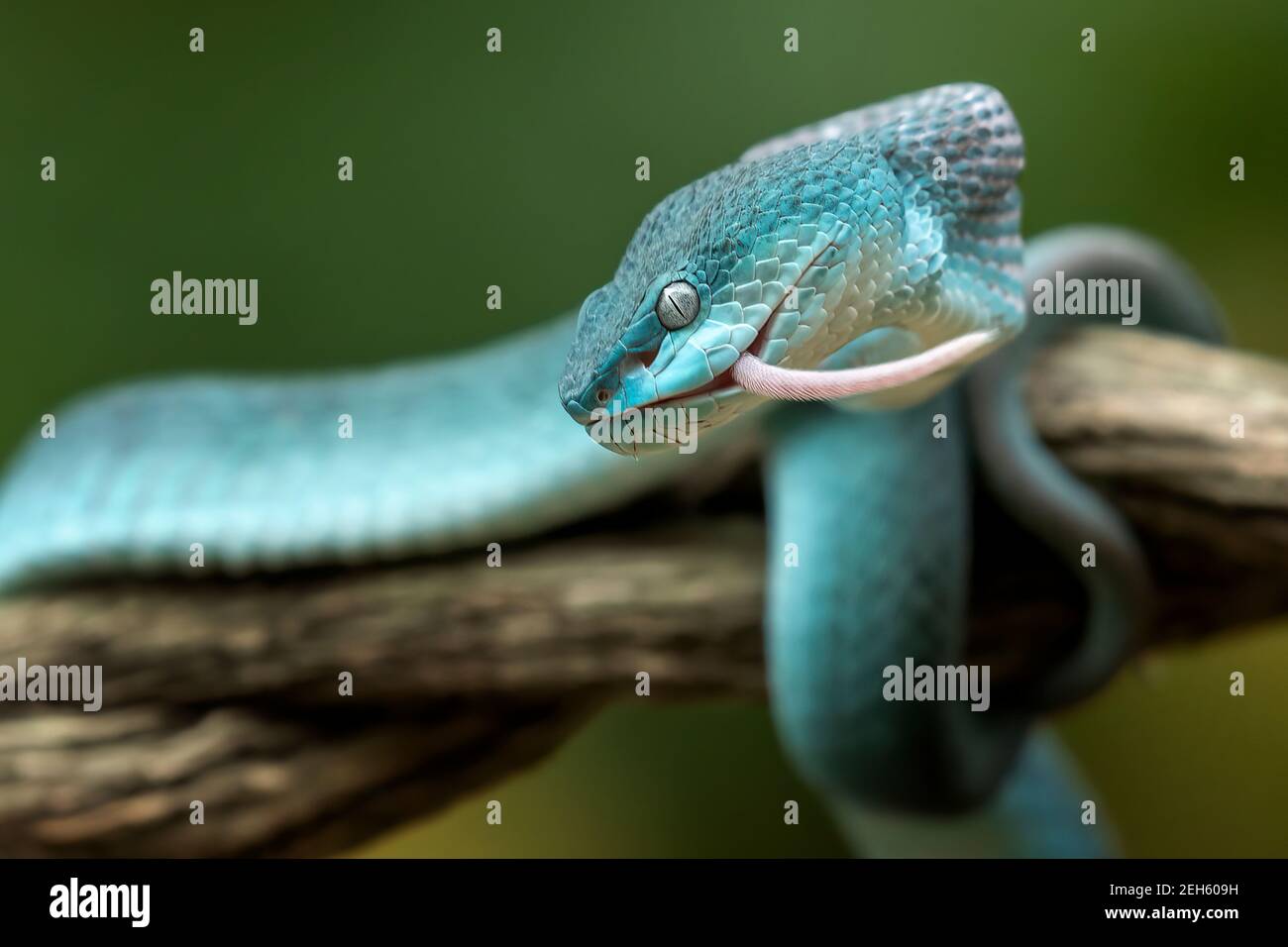 The viper is shown swallowing the last of its tasty treat. BEKASI ...