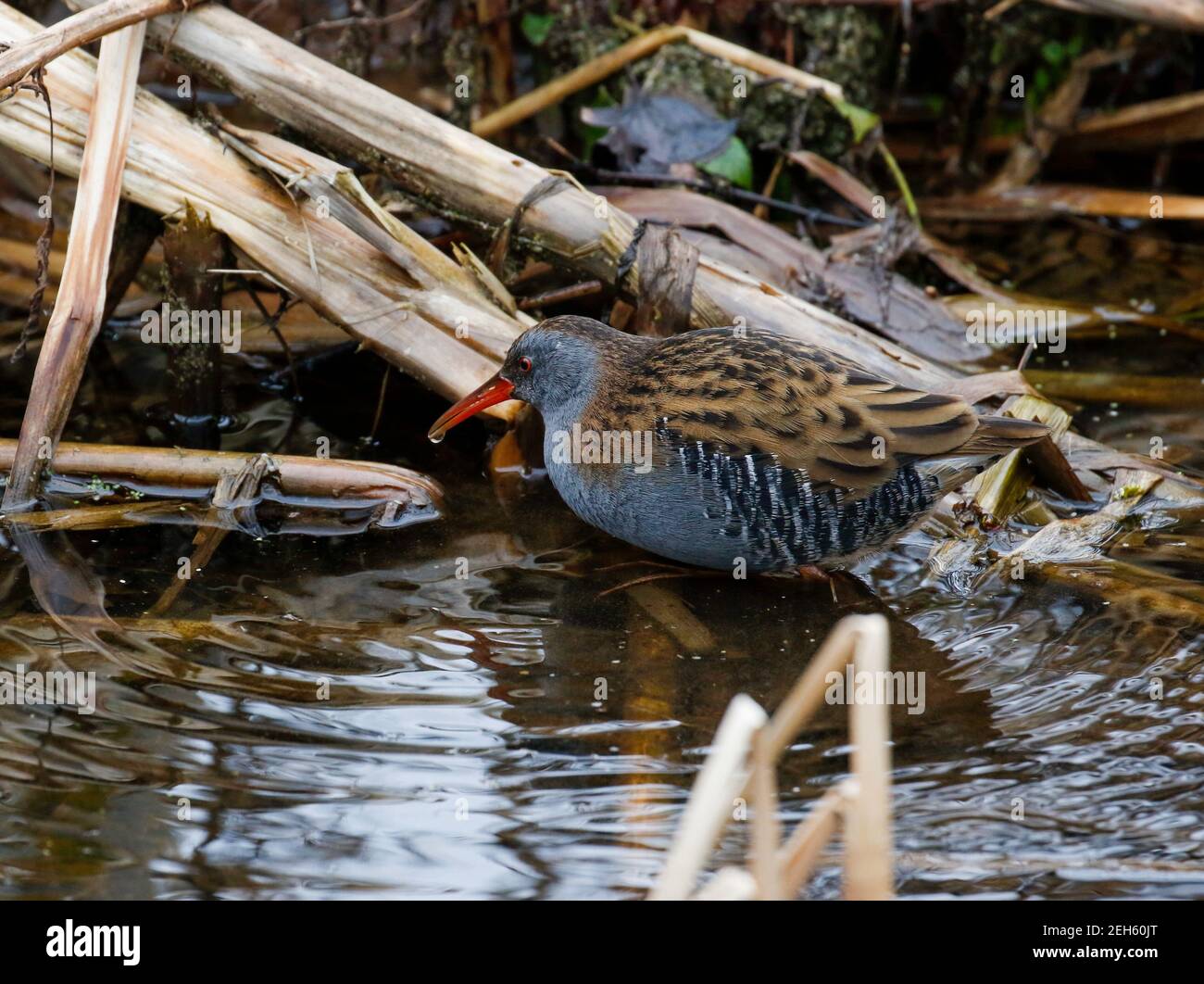 Water Rail (Rallus aquaticus Stock Photo - Alamy