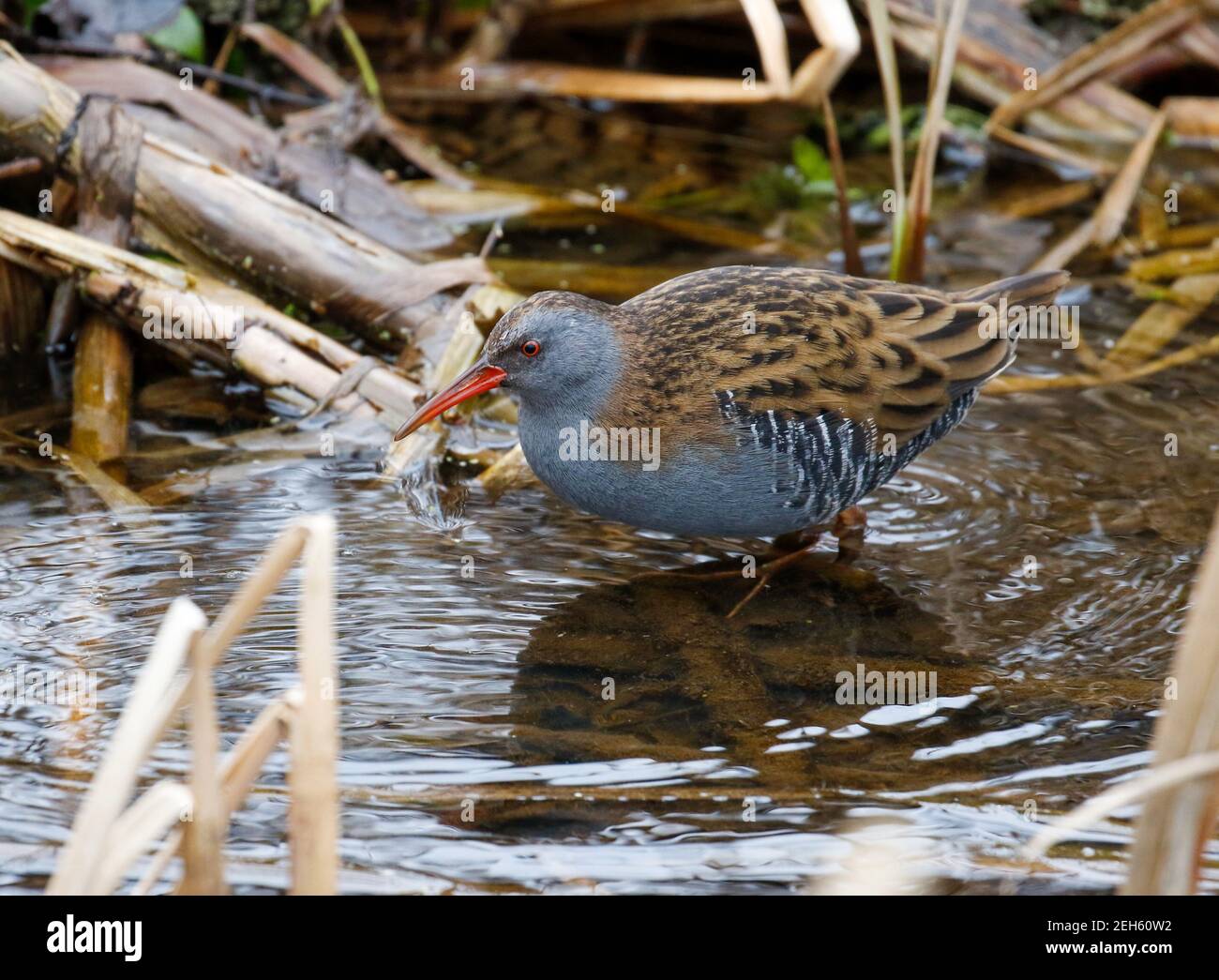 Water Rail (Rallus aquaticus Stock Photo - Alamy