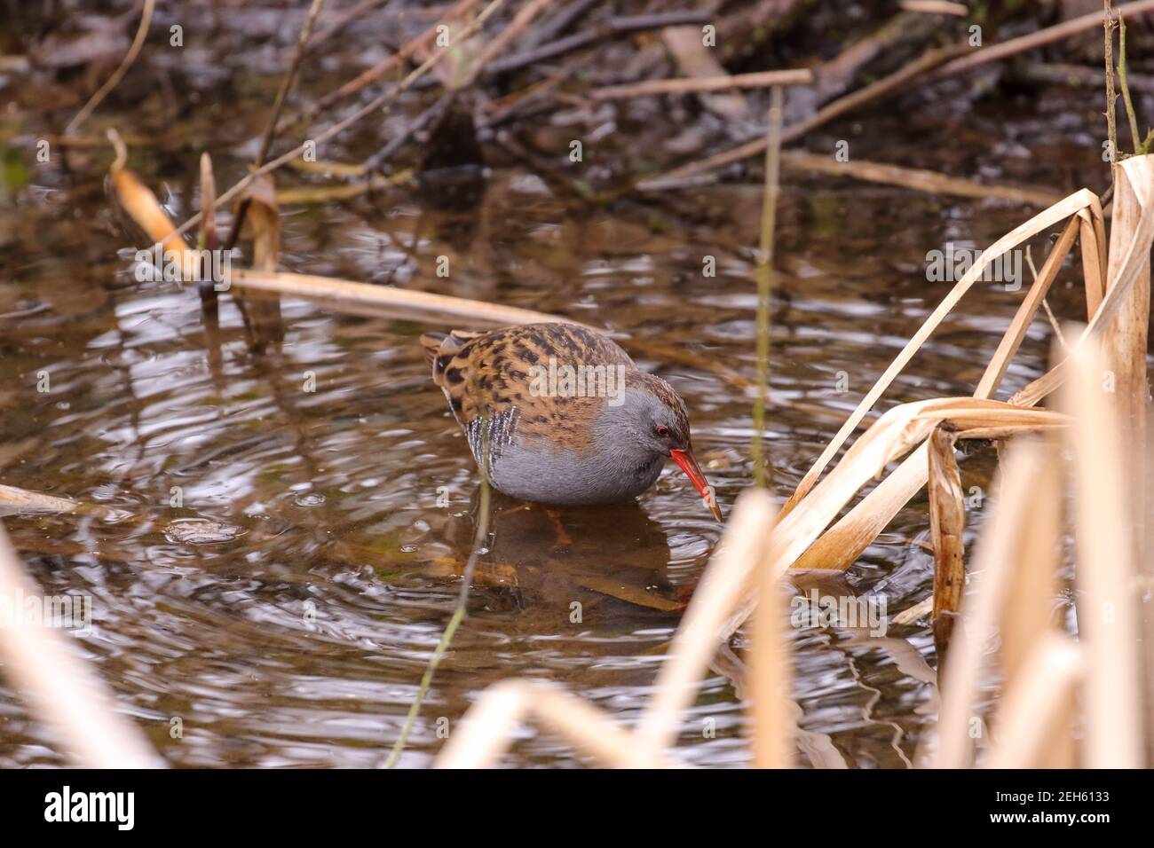 Black an white barred flanks hi-res stock photography and images - Alamy