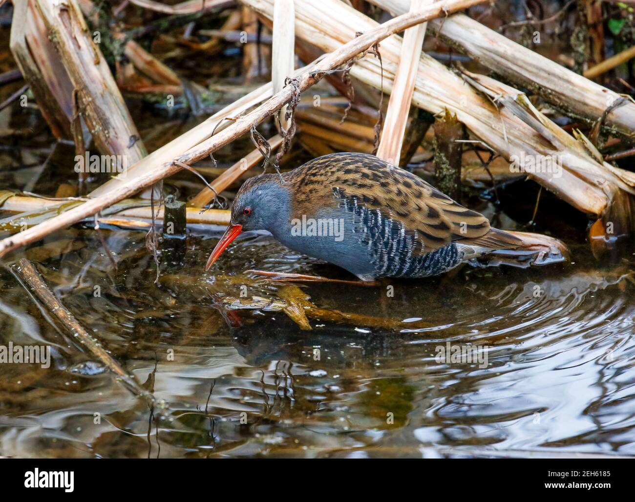 Water Rail (Rallus aquaticus Stock Photo - Alamy