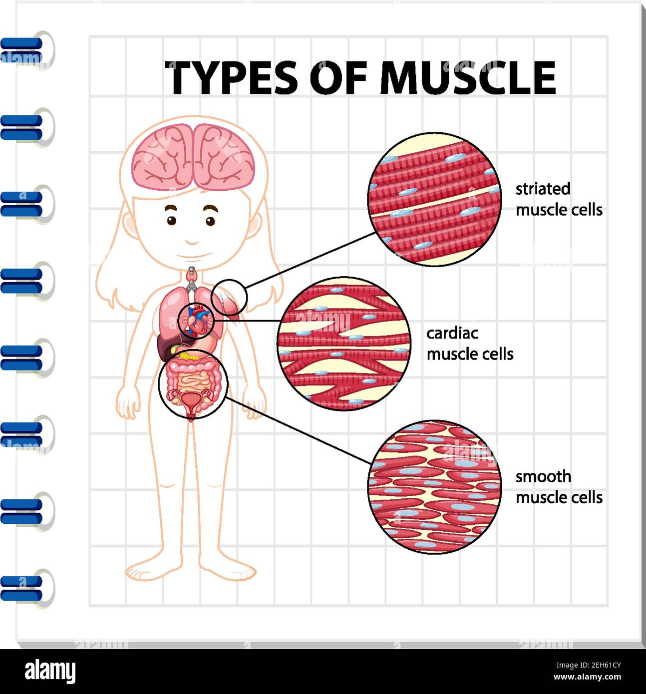 Muscle Cell Diagram For Kids Types Of Muscle Cells: Characteristics,