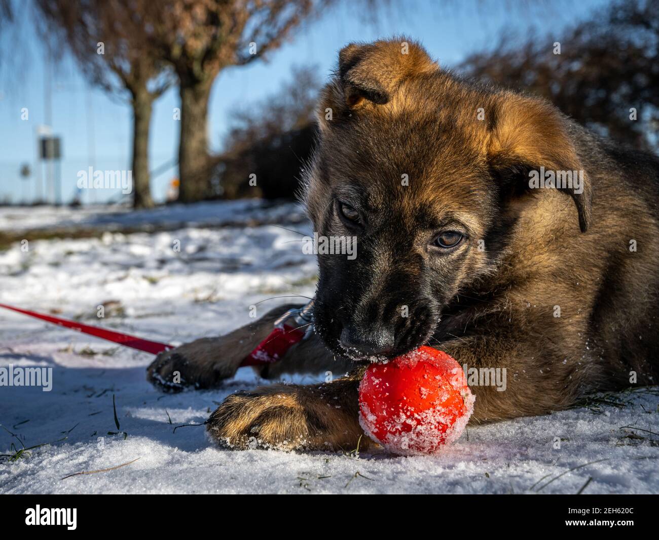 An eleven weeks old German Shepherd puppy plays with a red ball. Snow ...