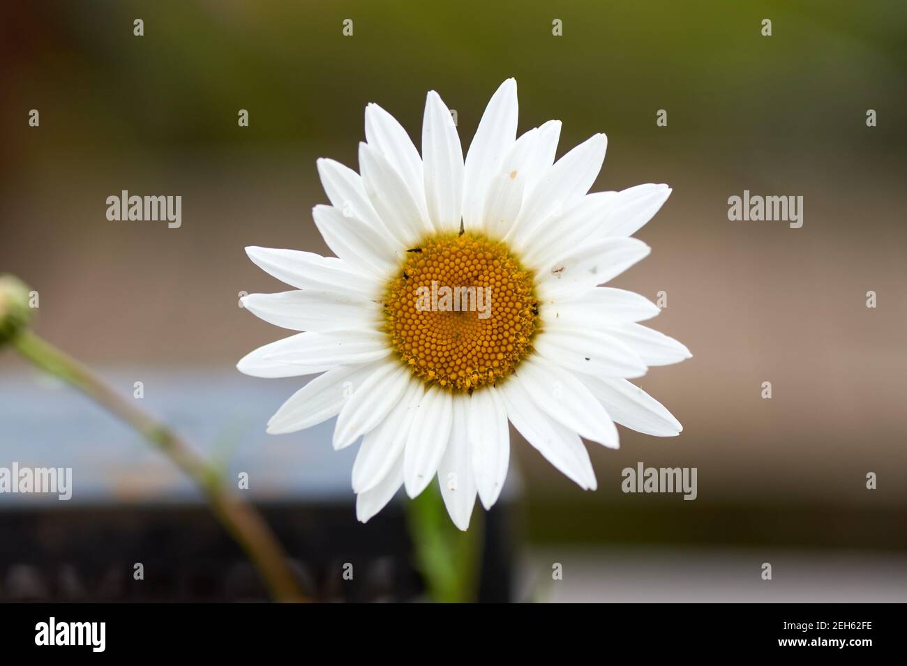 Isolated image of a daisy plant,Scientific name Leucanthemum vulgare ...
