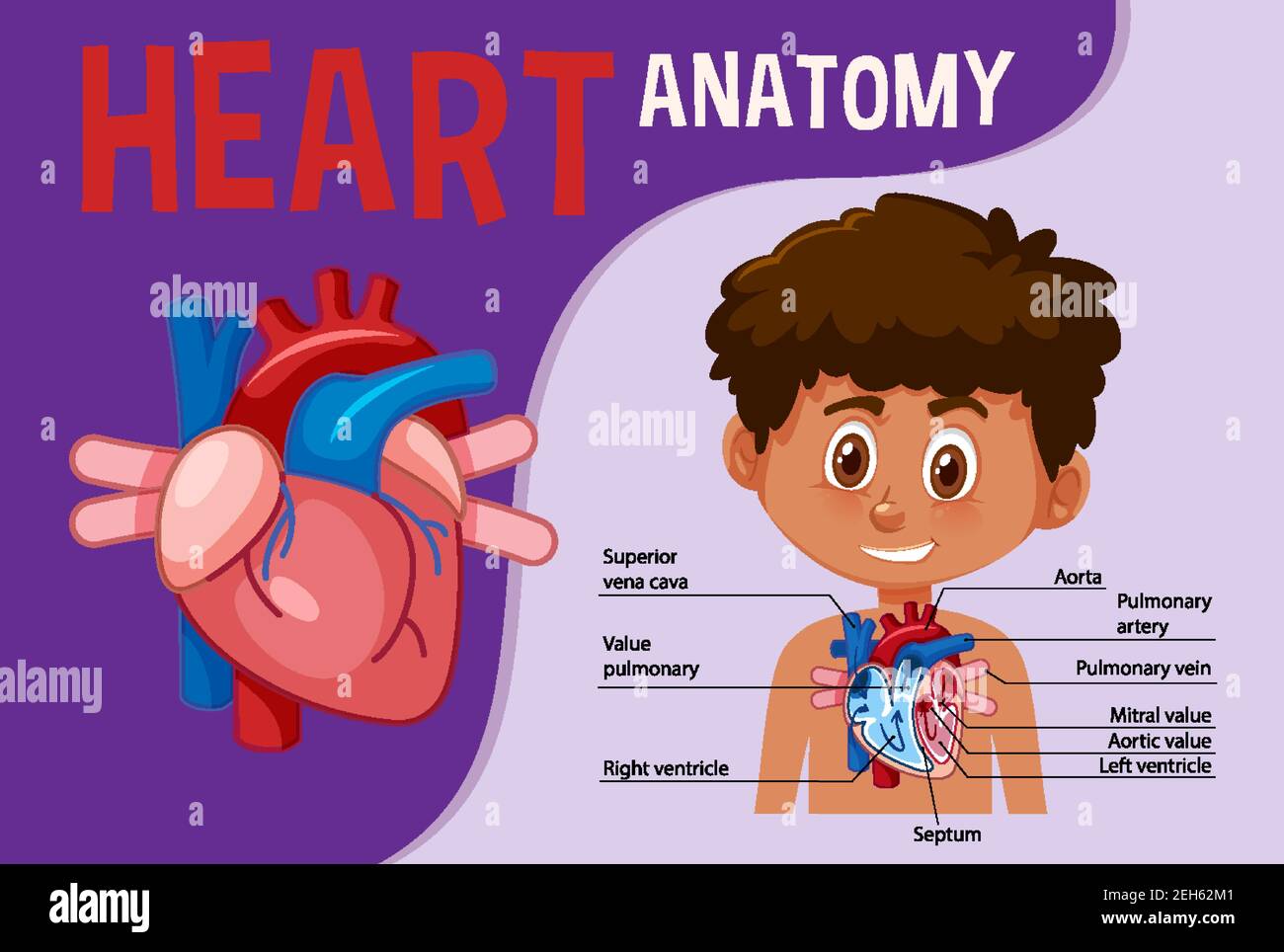 Information poster of human heart diagram illustration Stock Vector ...