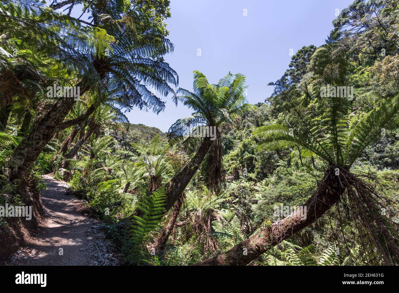 Subtropical forest with a pathway in Brazil Stock Photo - Alamy