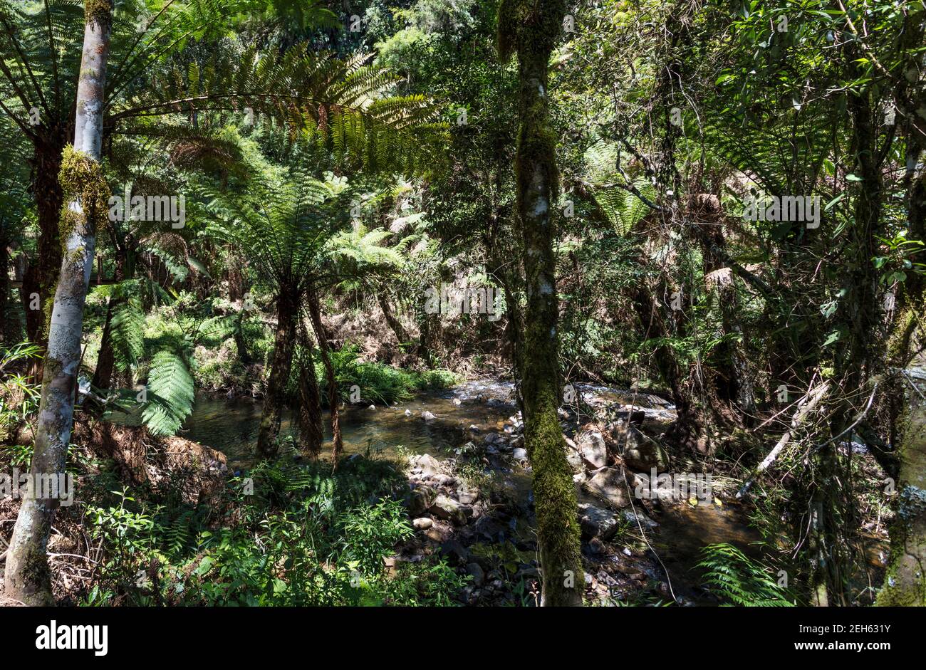 Subtropical forest with tropical palm trees in Brazil Stock Photo - Alamy