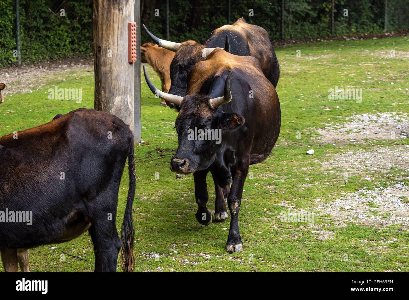 Heck cattle, Bos primigenius taurus, claimed to resemble the extinct ...