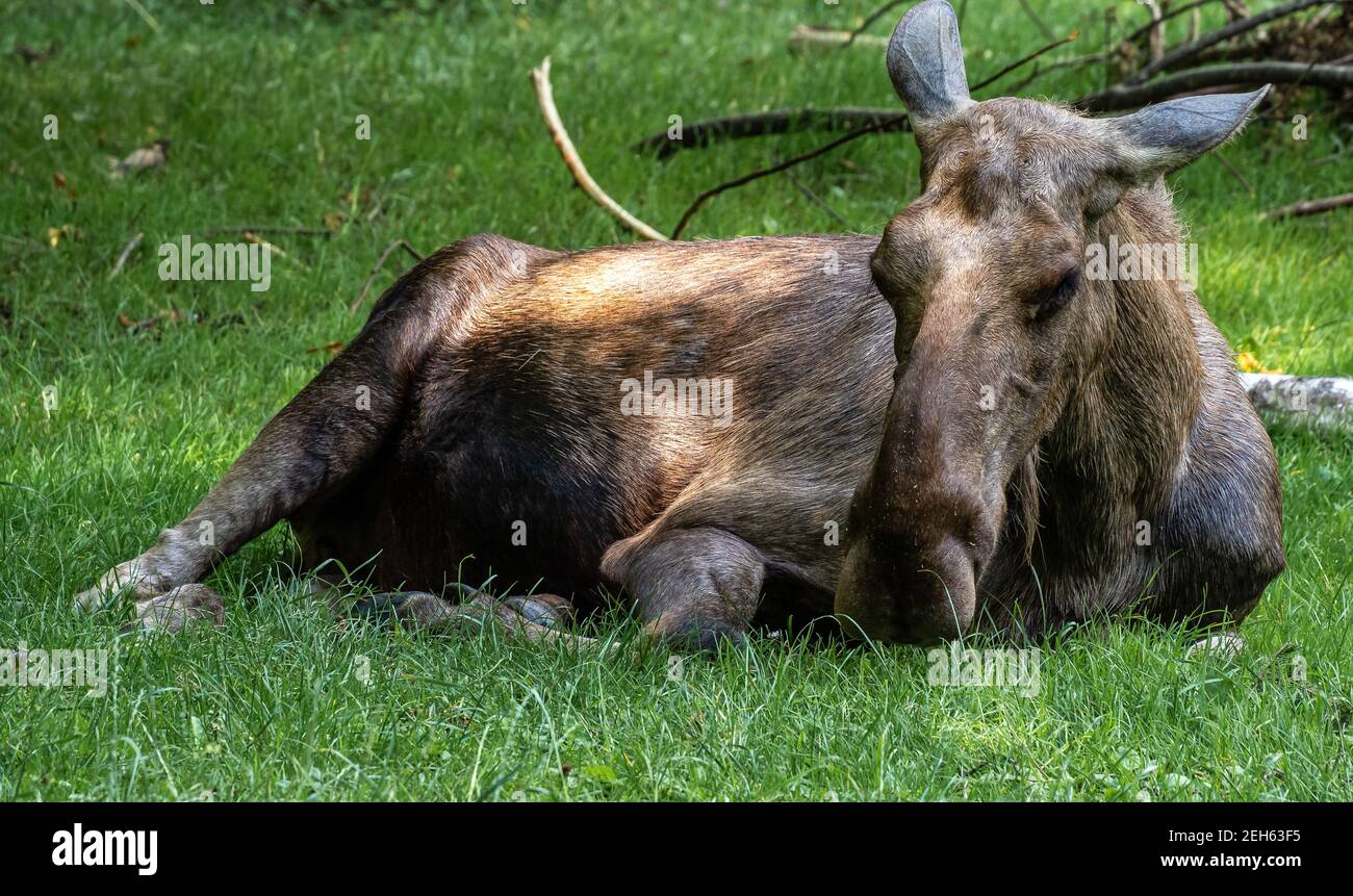 European Moose, Alces alces, also known as the elk. Wild life animal ...