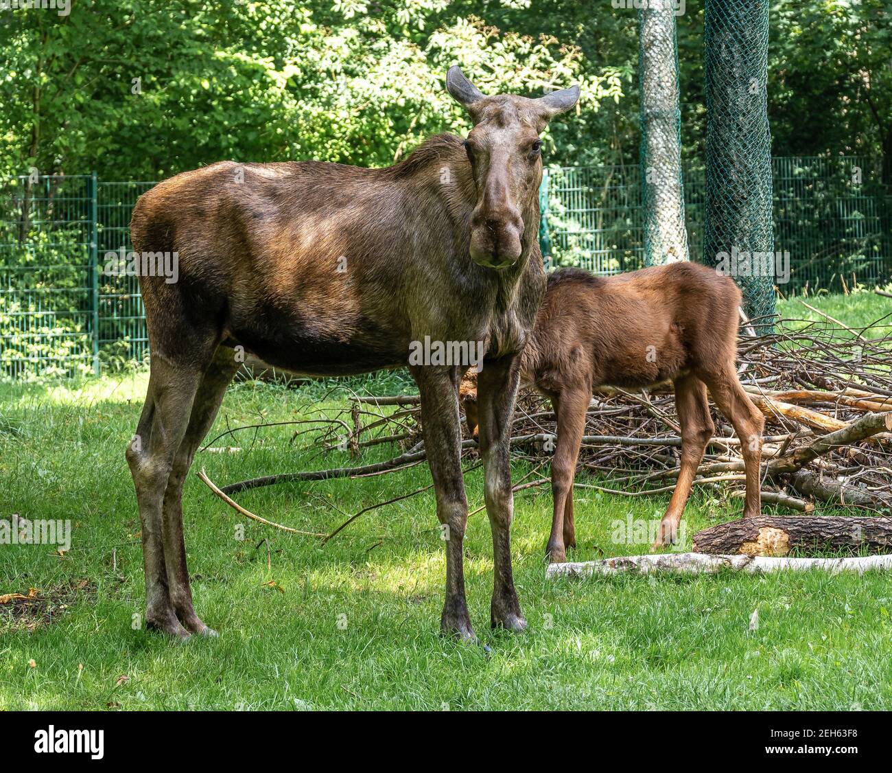 European Moose, Alces alces, also known as the elk. Wild life animal ...